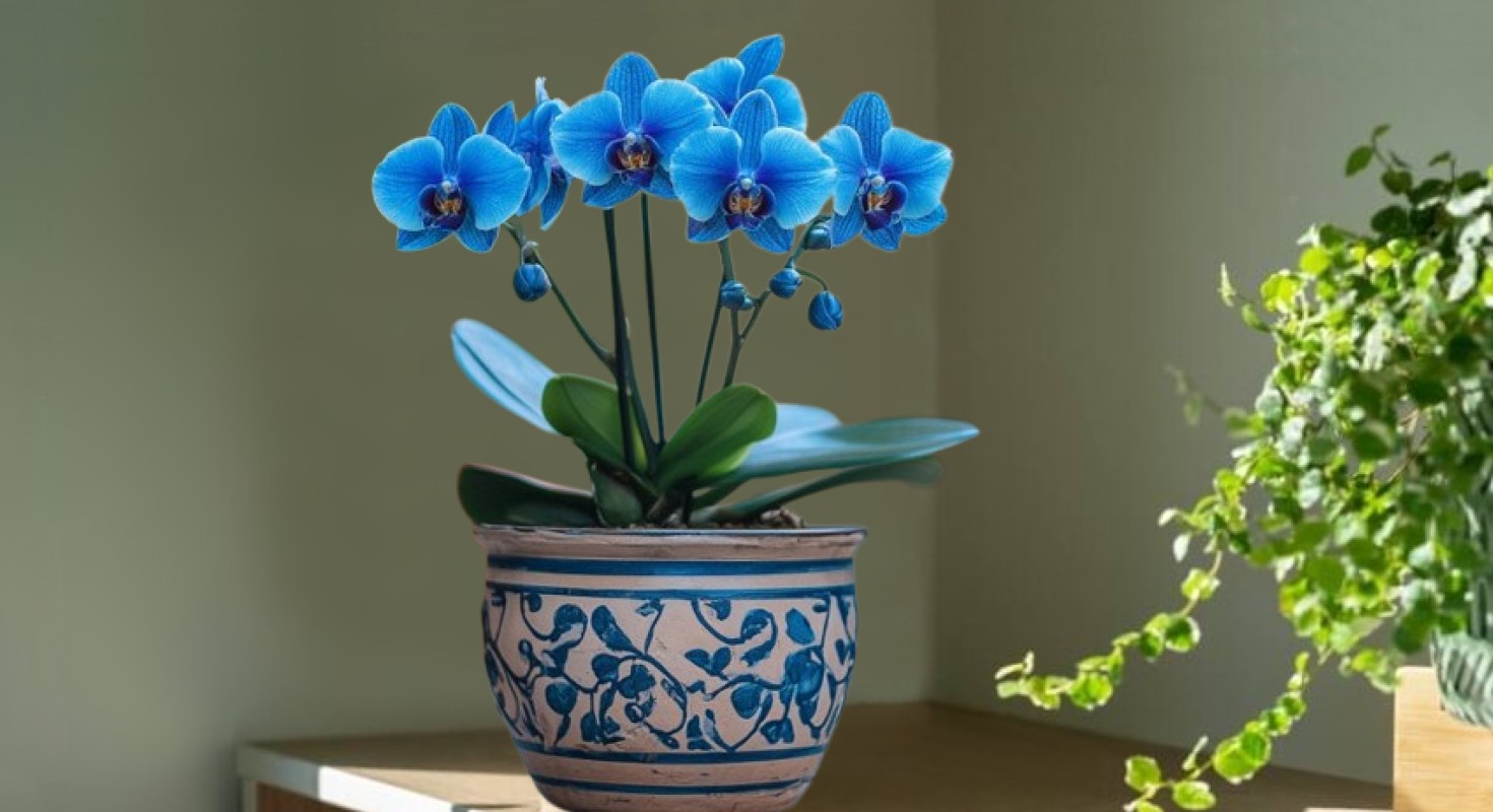 Plava orhideja, nestvarni cvijet koji će vam uvijek privući pažnju